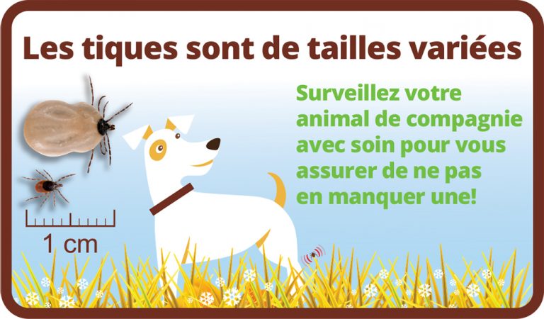Maladies reliées aux tiques - Clinique Vétérinaire du Bas-Richelieu